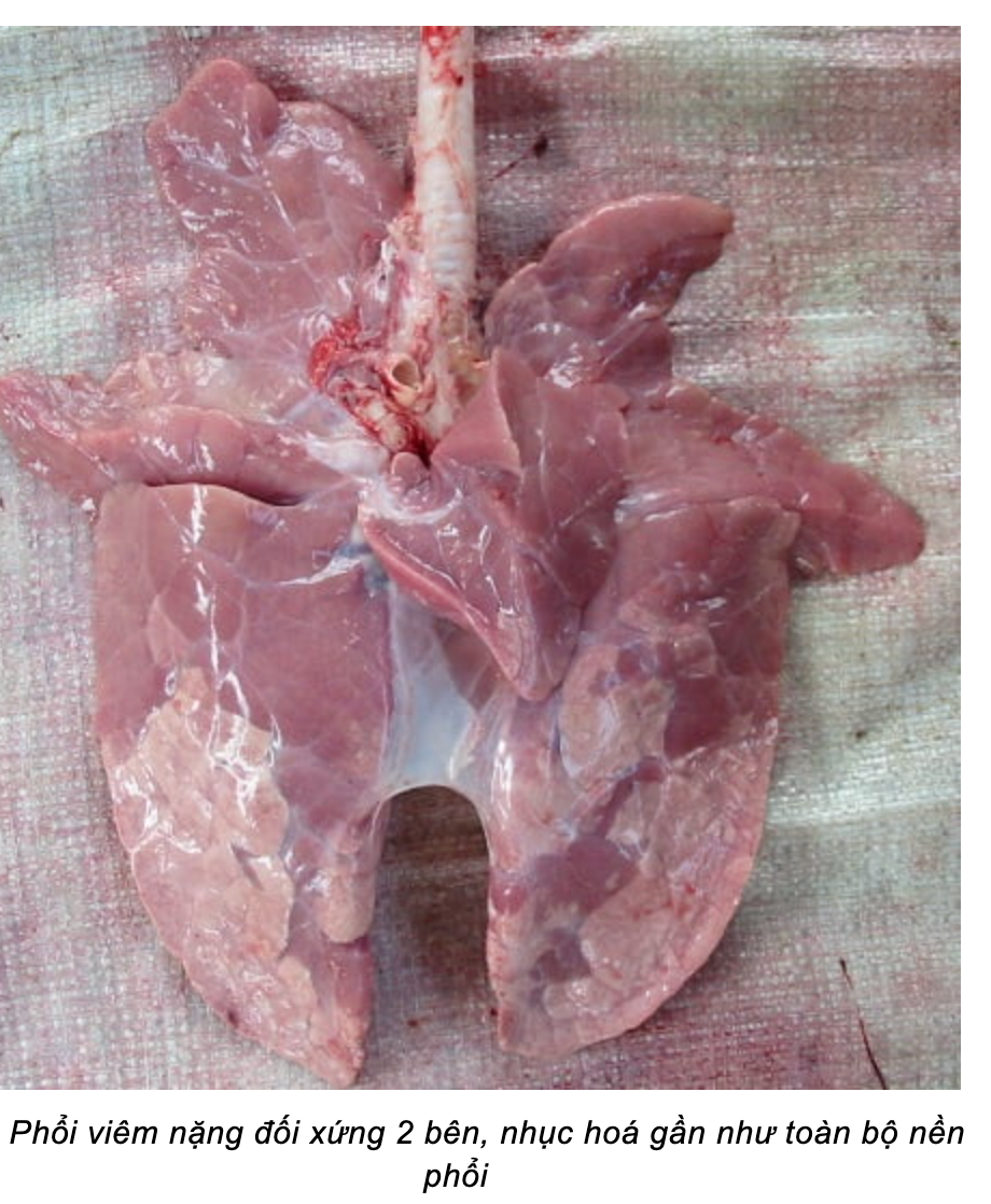 GIẢI PHÁP PHÒNG & ĐIỀU TRỊ HIỆU QUẢ BỆNH HÔ HẤP TRÊN HEO - Thuốc thú y ACE